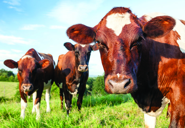 Bovine Leukemia Virus (BLV): Virus Transmission in Cattle - Grit